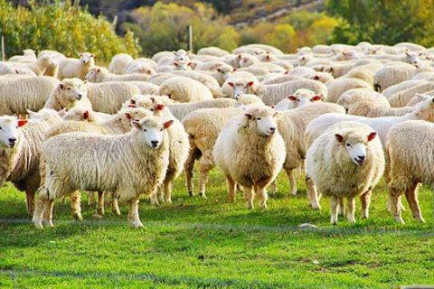 Anitone Animal Supplements | Australia